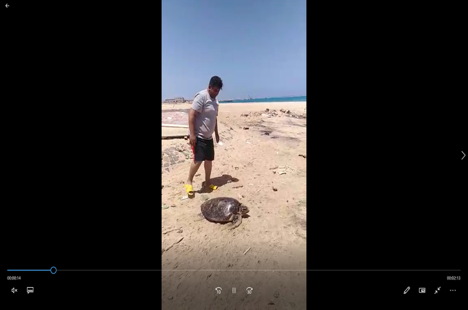 Saving sea turtles!!