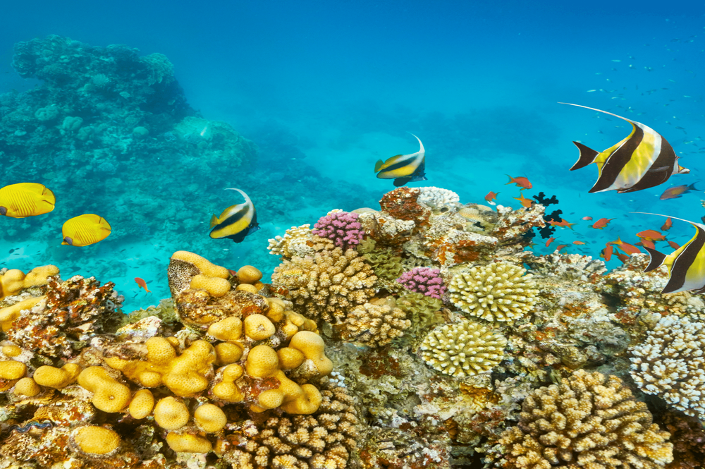 The Great Fringing Reef of the Egyptian Red Sea