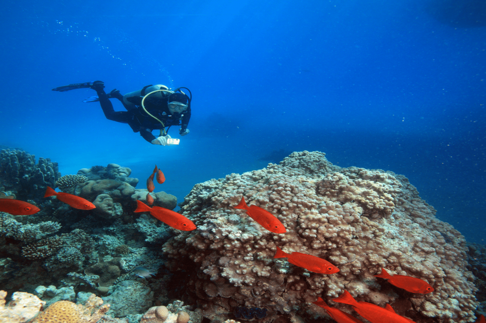 The Great Fringing Reef of the Egyptian Red Sea